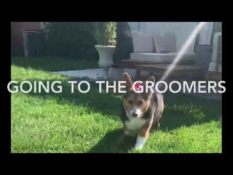 Dog grooming Los Angeles