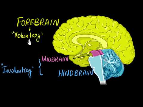Brain: Parts & functions (Fore, mid & hind) | Control & Coordination | Biology | Khan Academy