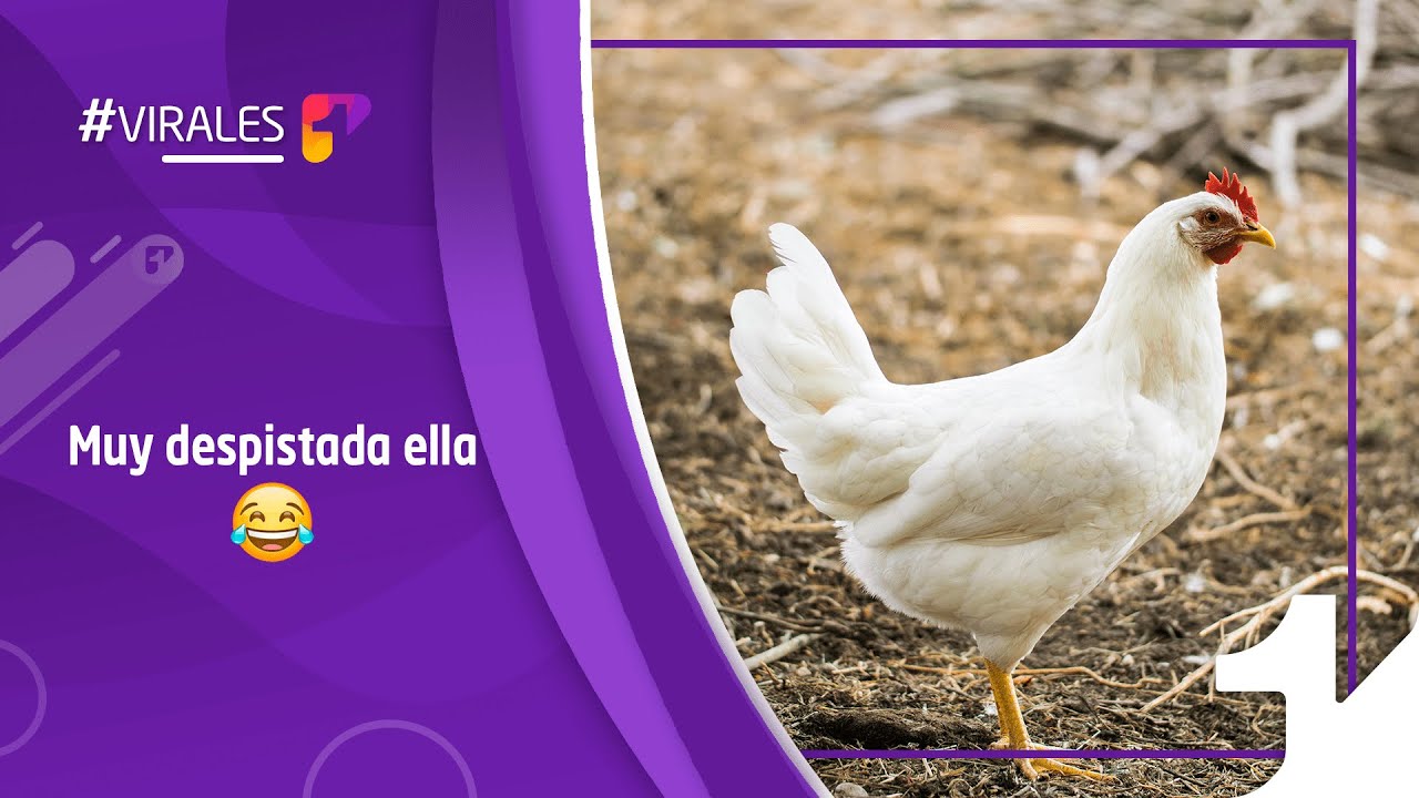 Madre le hizo broma a su hija mandándola a comprar orejas de pollo