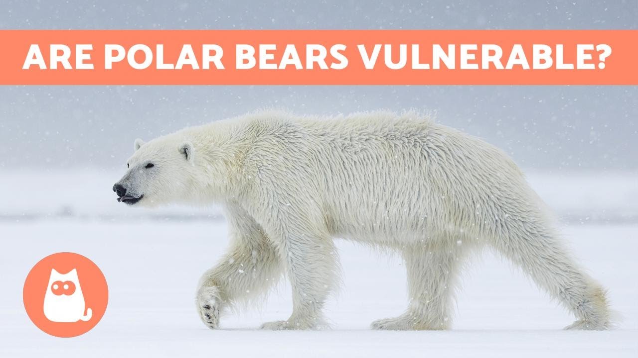 Is the POLAR BEAR in Danger of Extinction?