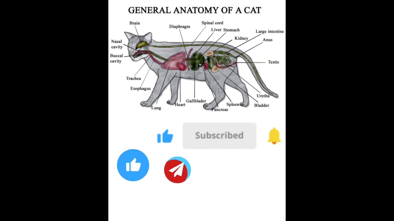 Anatomy of CAT#youtubeshorts