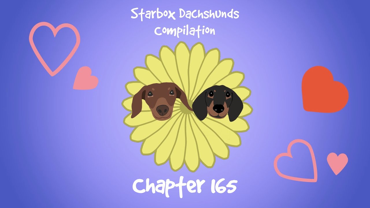 Starbox Dachshunds Compilation Chapter 165