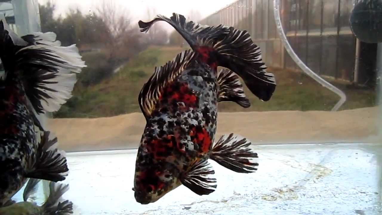 BRISTOL SHUBUNKIN ALLEVAMENTO (BRISTOL SHUBUNKIN FARM)