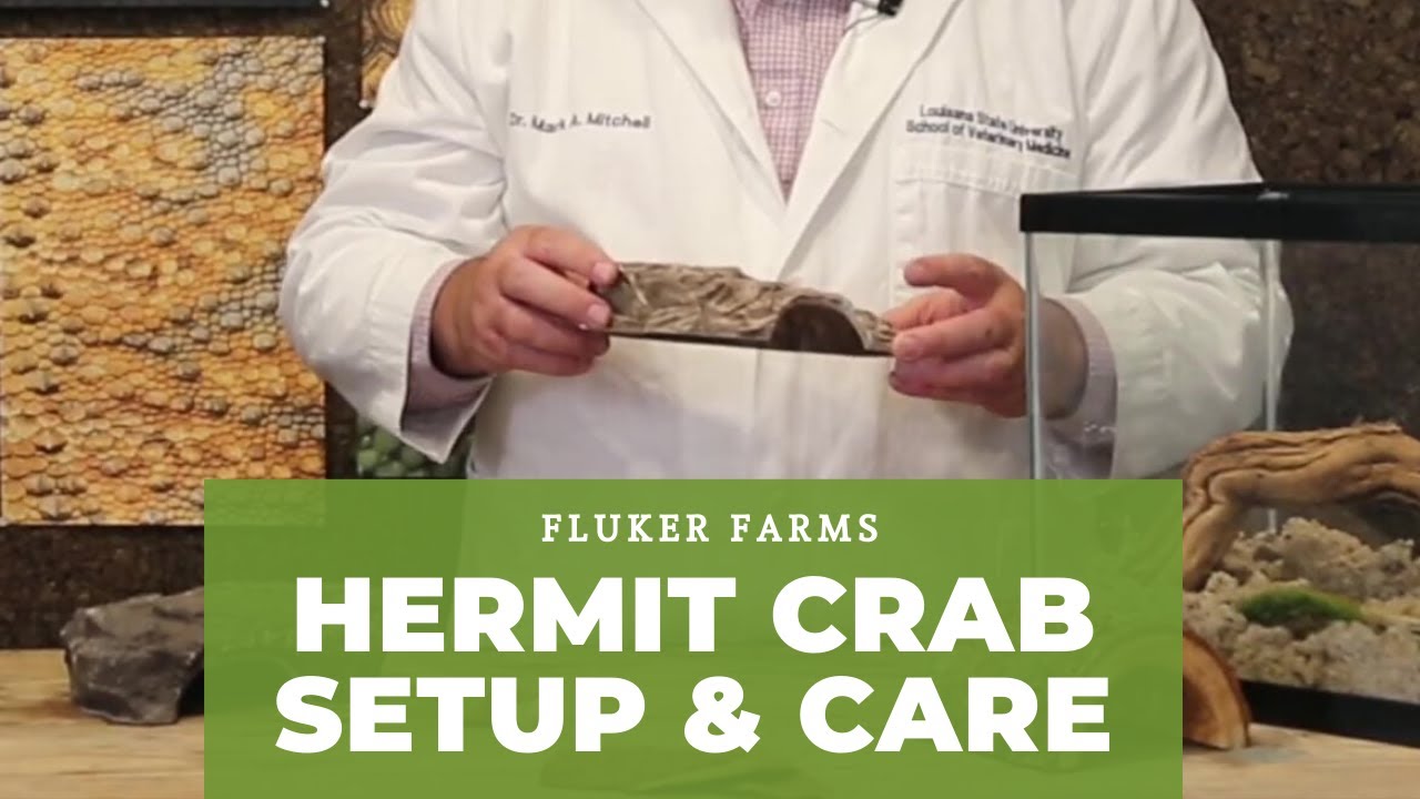 Hermit Crab Care and Setup Tutorial Guide