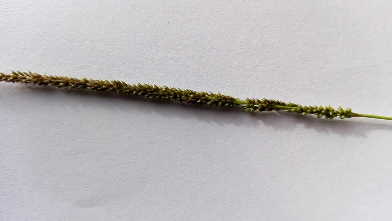 Sporobolus indicus (Giant Parramatta grass)