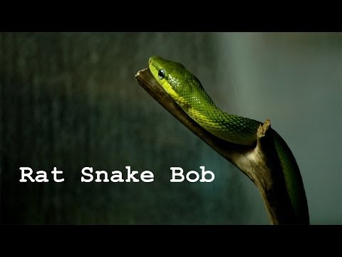 Rat Snake Bob | Big Picture News, Informed Analysis