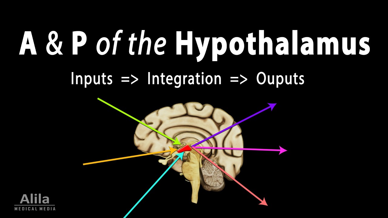 The Hypothalamus - Anatomy and Physiology, Animation