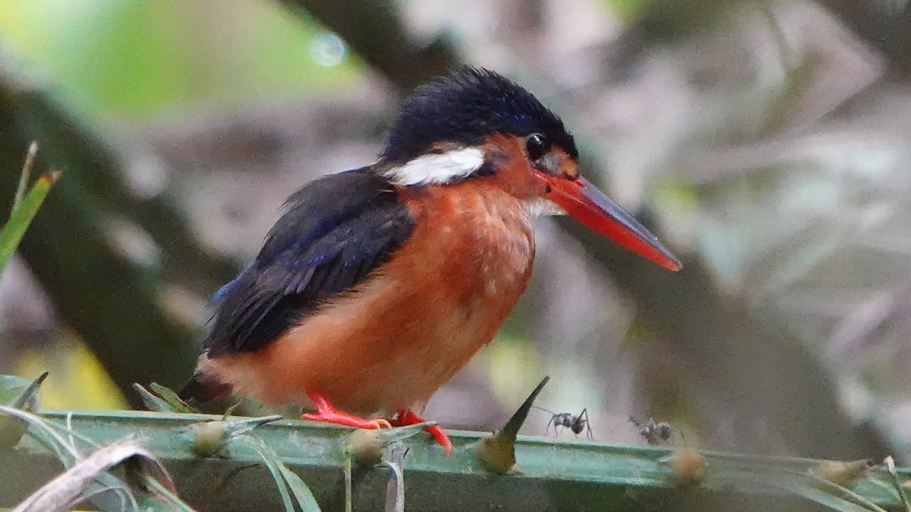 Bird Call: BLUE-EARED KINGFISHER, Singapore