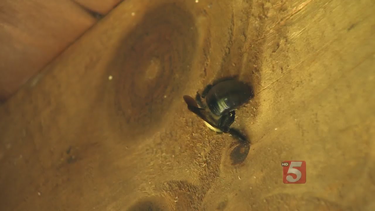 Carpenter Bees Causing Major Damage To Homes