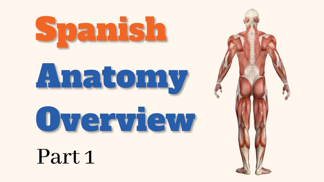 Spanish Anatomy Overview - Part 1 (trauma focus)
