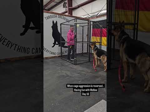 Aggressive dog gets the taste of his own medicine