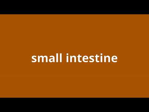 what is the meaning of small intestine