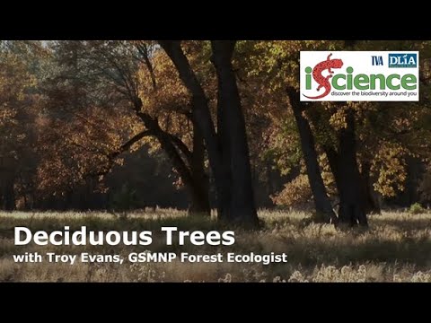 Discover Deciduous Trees