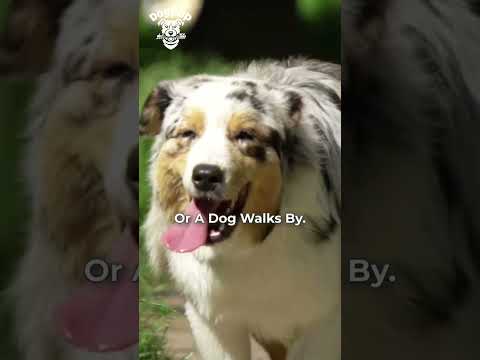 Can Your Dog Ignore Distractions and Come? | #recalltraining #trainyourdog #youtubedogs