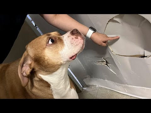 Naughty Dogs Who Act Totally Innocent 😂 Funny Dog Videos 2025
