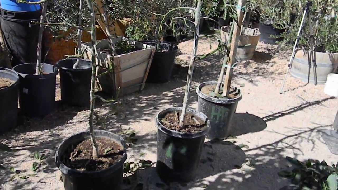 Avocado Shipping For Export