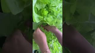 Agrotunnel harvesting procedures:FAST