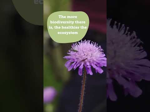 What is biodiversity? | The Soil Association