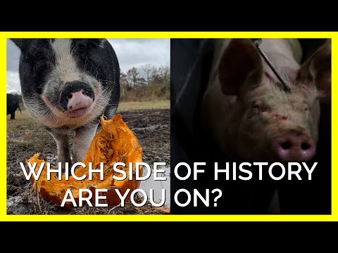 SLAUGHTERHOUSE vs SANCTUARY: Which Side Are You On?