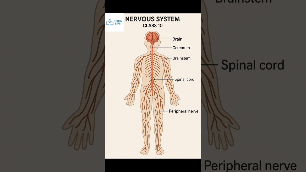 Human Nervous System Diagram | Class 10 Science | Labeled Chart for Student.