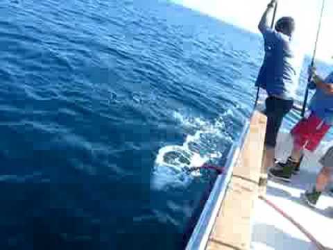 Searcher Sportfishing