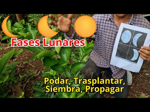 Como usar las fases lunares 🌖 🌙 para Podar, Propagar, Trasplantar y Sembrar - influencia de la luna