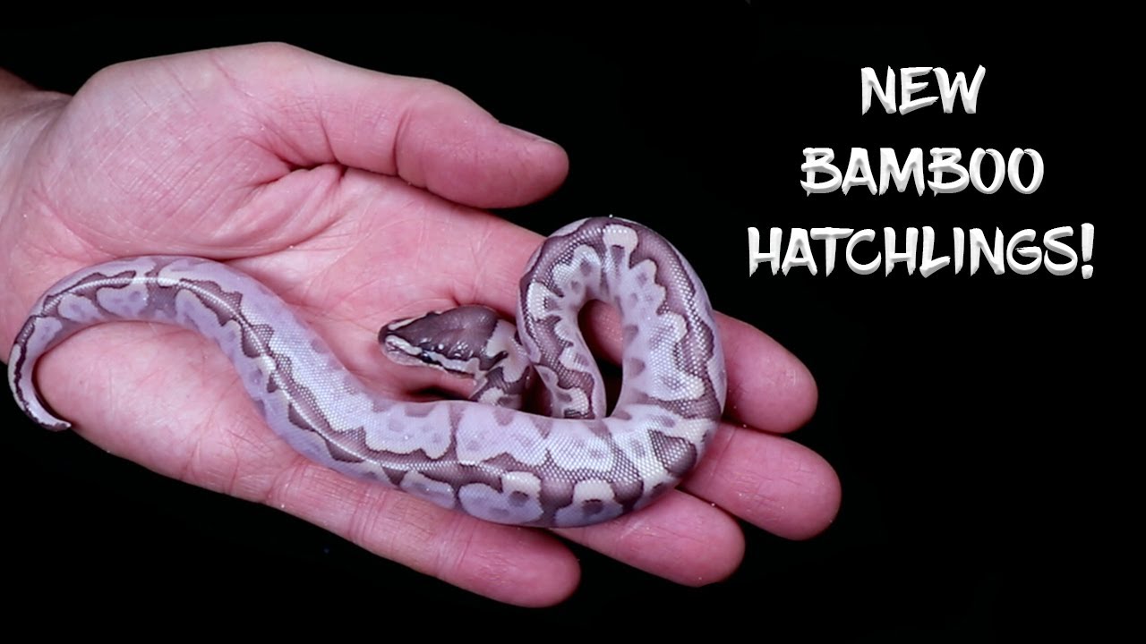 First Look at New Bamboo Hatchlings!