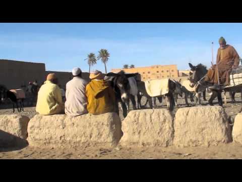 Rissani Donkey Market