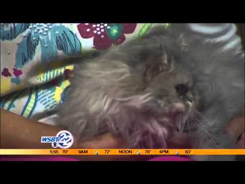 Pet Refuge Pet: Sochee