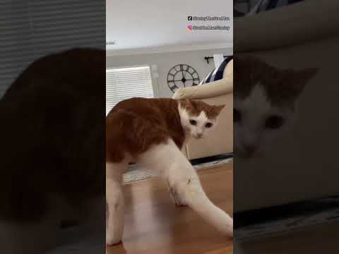 Cat twerking Tiktok Dance Video | New Tiktok Dance Video 2021