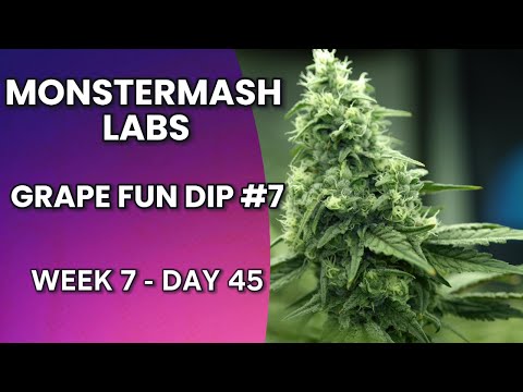 Grow Room Update - Day 45 - Week 7 - Nutrient Update, Jacks 0-12-26, Environment Update, and more!