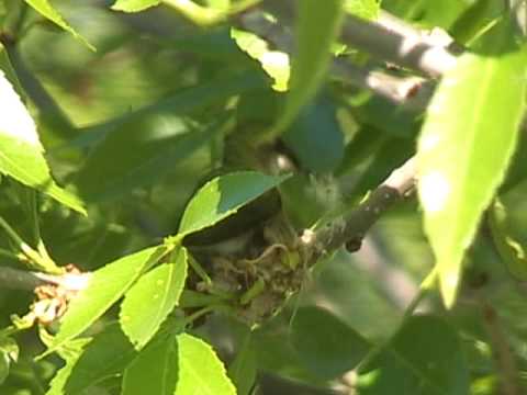 Ruby Throated Hummingbird Nest Building