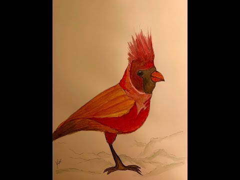 Drawing a Northern Cardinal #shorts #art #birds