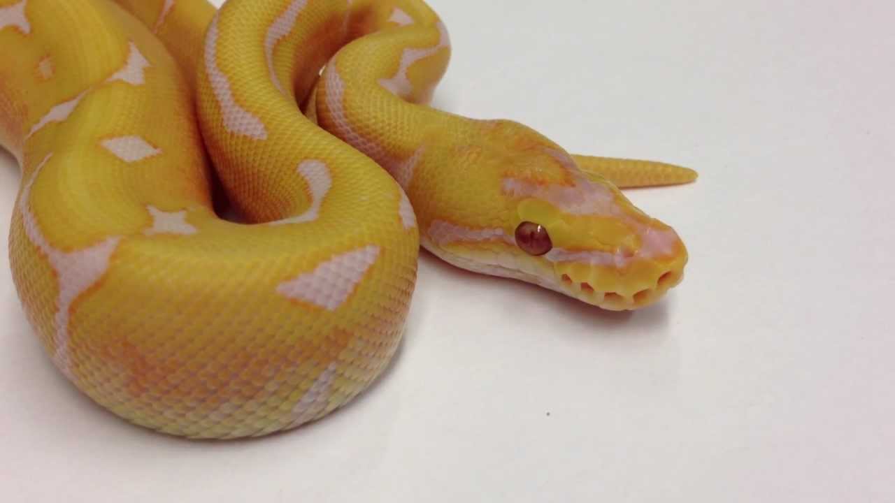 Morphs 101 - Advent Day 20 (Lavender Spider)