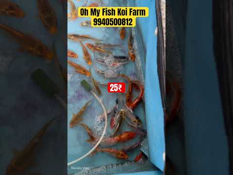 Koi Fishes are available from 25₹ onwards hurry! | #fishfarm #aquariumhobby #aquariumfish #pondfish