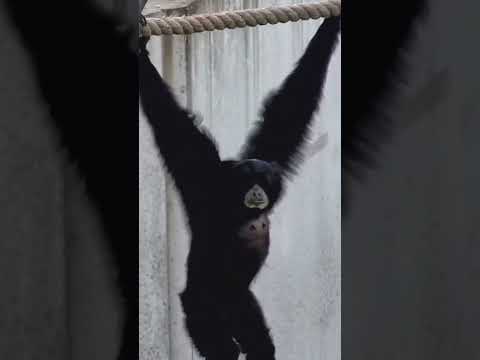 Funny Monkey Swinging By