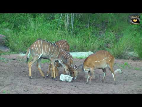 The Nyala