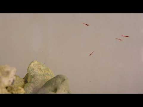 Opae’ula Post-Larval Stage | Opae'ula