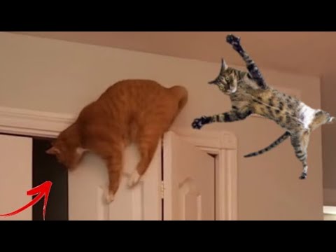 FUNNY CAT MEMES COMPILATION OF 2022 Part 56 | FUNNY CAT MEMES CLEAN 2022 | Funny Videos 2022