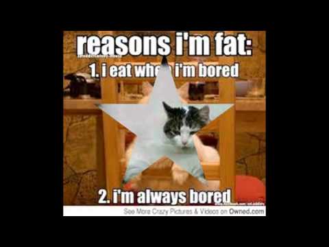 Fat Cat Memes!