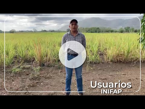 Senegalia gaumeri | Instituto Nacional de Investigaciones Forestales ...
