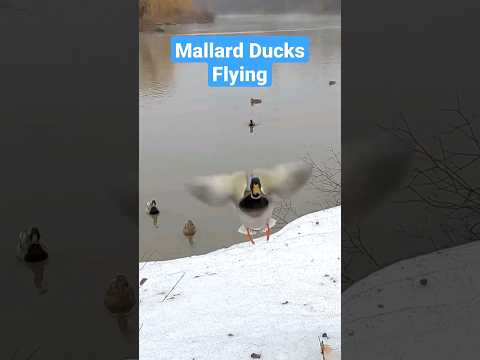 Watch these Mallard Ducks Take Flight! 🦆 🛫