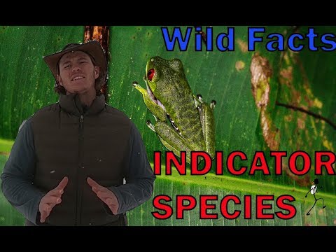 What is an indicator Species: Wild Facts Contest Ep. 23
