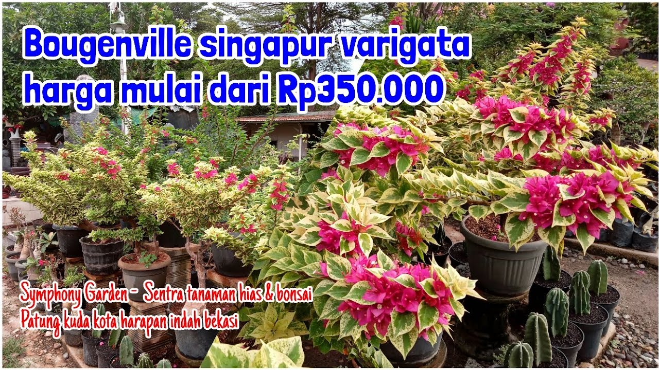 Singapore variegated bougainvillea prices start from Rp. 350,000