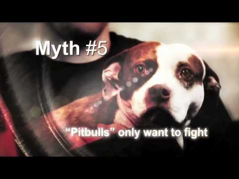 Top 5 Myths about Pit Bulls feat. Chicago Blackhawks player Bryan Bickell & wife Amanda