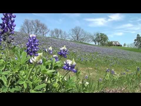 Ennis Texas beauty shots and bluebonnet trail