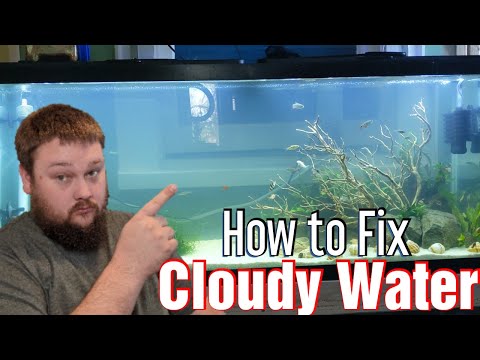 Cloudy aquarium water - how to fix it!