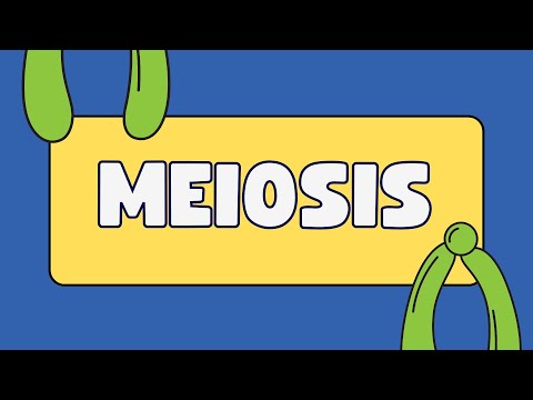 Homologous chromosomes vs sister chromatids
