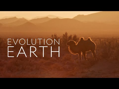 Evolution Earth documentary comments on polar bear survival ...
