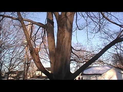 Ike falls from his stand
